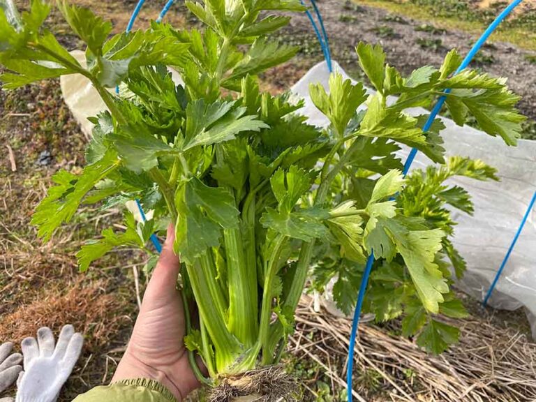 セロリ（セルリー）の栽培方法・育て方のコツ | やまむファーム