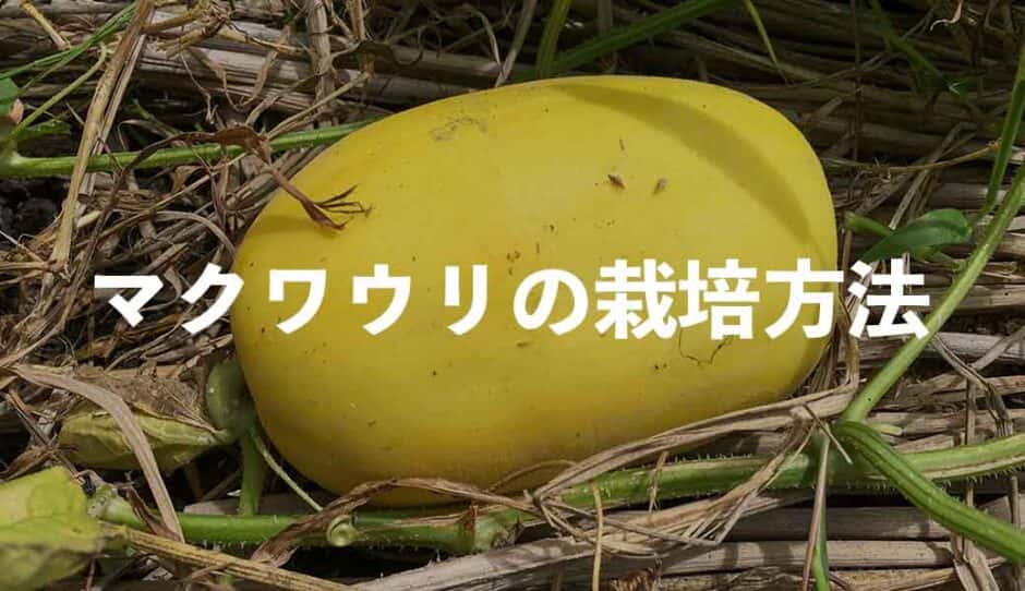 マクワウリの育て方と栽培のコツ | やまむファーム