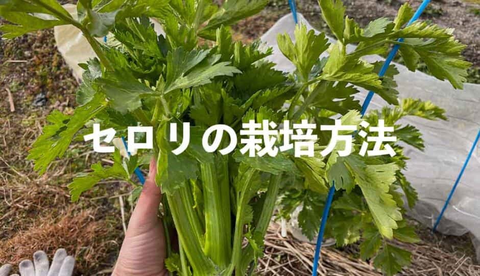 セロリ（セルリー）の育て方と栽培のコツ | やまむファーム